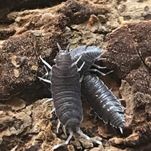 Critters Direct Powder Blue Isopods and Springtails Combo