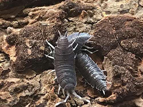 Critters Direct Powder Blue Isopods and Springtails Combo