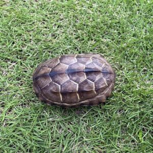 unique turtle shell true specimen turtle shell（ reeves' turtle） taxidermy (1)