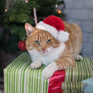 Red Christmas Hat Cat Santa Hat Pet Christmas Costume Puppy Dog Cat Santa Hat with Adjustable Elastic Chin Strap - Christmas Hat