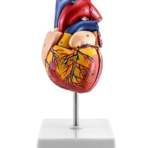 QWORK Human Heart Model, Anatomically Accurate Numbered 2-Part Life Size Heart Medical Model with 34 Anatomical Structures, Held Together with Magnets on Base