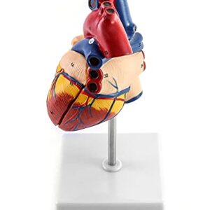 QWORK Human Heart Model, Anatomically Accurate Numbered 2-Part Life Size Heart Medical Model with 34 Anatomical Structures, Held Together with Magnets on Base