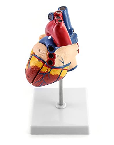 QWORK Human Heart Model, Anatomically Accurate Numbered 2-Part Life Size Heart Medical Model with 34 Anatomical Structures, Held Together with Magnets on Base