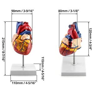 QWORK Human Heart Model, Anatomically Accurate Numbered 2-Part Life Size Heart Medical Model with 34 Anatomical Structures, Held Together with Magnets on Base