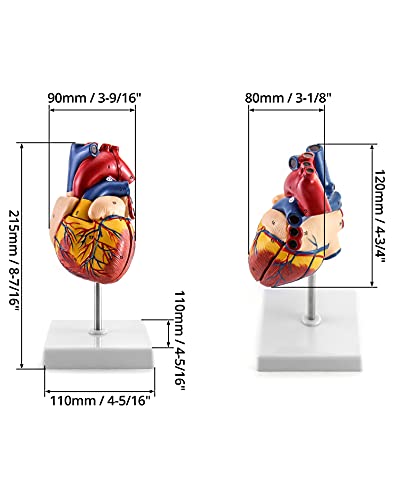 QWORK Human Heart Model, Anatomically Accurate Numbered 2-Part Life Size Heart Medical Model with 34 Anatomical Structures, Held Together with Magnets on Base