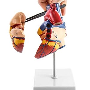 QWORK Human Heart Model, Anatomically Accurate Numbered 2-Part Life Size Heart Medical Model with 34 Anatomical Structures, Held Together with Magnets on Base