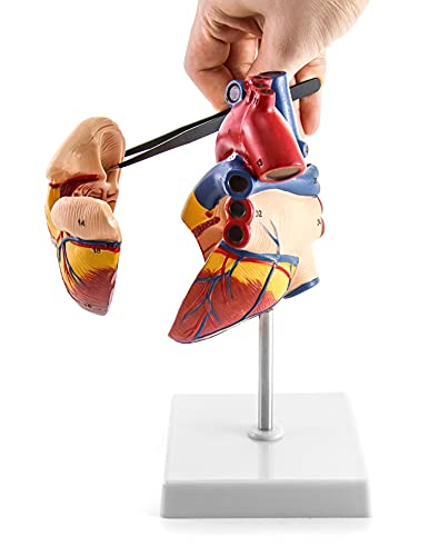 QWORK Human Heart Model, Anatomically Accurate Numbered 2-Part Life Size Heart Medical Model with 34 Anatomical Structures, Held Together with Magnets on Base