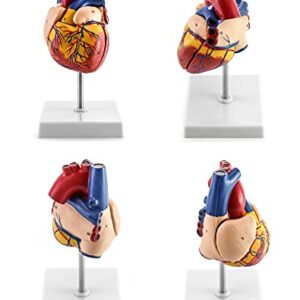 QWORK Human Heart Model, Anatomically Accurate Numbered 2-Part Life Size Heart Medical Model with 34 Anatomical Structures, Held Together with Magnets on Base