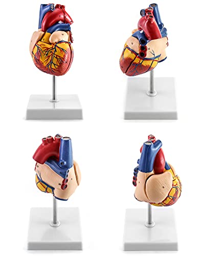 QWORK Human Heart Model, Anatomically Accurate Numbered 2-Part Life Size Heart Medical Model with 34 Anatomical Structures, Held Together with Magnets on Base