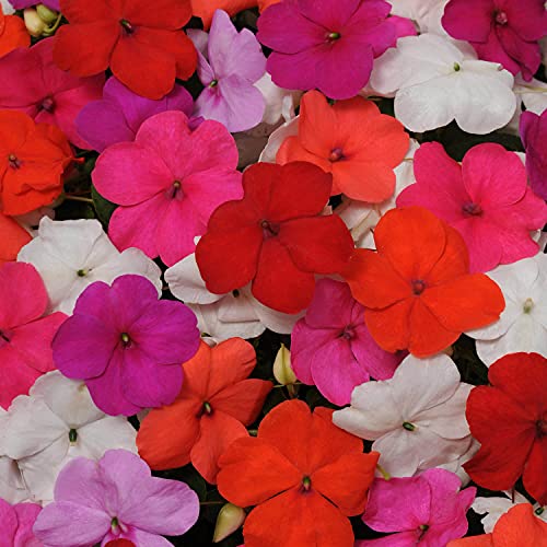 Outsidepride Impatiens Grower Select Garden Flower Plants for Pots, Hanging Baskets, Containers, Window Boxes - 75 Seeds