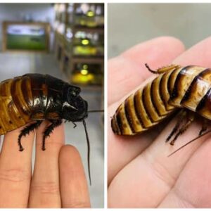 Creation Cultivated - Hissing Cockroach Combo Pack - (x6) Halloween Hissing Cockroaches (Elliptorhina Javanica) / (x6) Madagascar Hissing Cockroaches (Gromphadorhina portentosa) - Mixed Sex Sub-adults