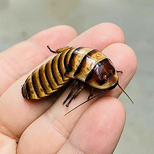 Creation Cultivated - Hissing Cockroach Combo Pack - (x6) Halloween Hissing Cockroaches (Elliptorhina Javanica) / (x6) Madagascar Hissing Cockroaches (Gromphadorhina portentosa) - Mixed Sex Sub-adults