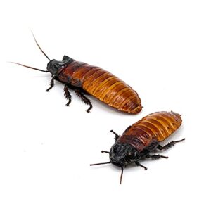 Creation Cultivated - Hissing Cockroach Combo Pack - (x6) Halloween Hissing Cockroaches (Elliptorhina Javanica) / (x6) Madagascar Hissing Cockroaches (Gromphadorhina portentosa) - Mixed Sex Sub-adults