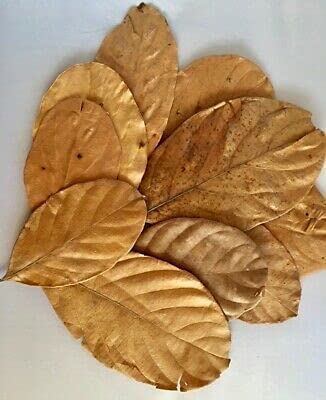 Dried Jackfruit Leaves BioFilm Discus Betta Crystal Red Cherry Shrimp Aquarium (10 Leaves)