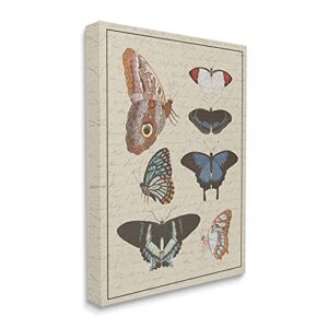 stupell industries butterfly and moth study vintage cursive script, designed by daphne polselli canvas wall art, 16 x 20, multi-color