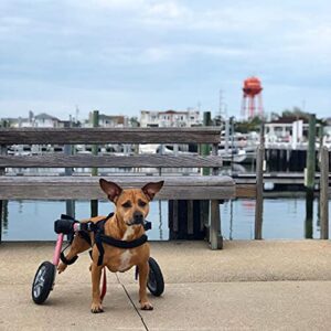 Walkin’ Wheels Custom Dog Wheelchair for Medium Dogs | Veterinarian Approved | Dog Wheelchair for Back Legs | Choose from 3 Custom Colors: Blue, Pink, and Camo