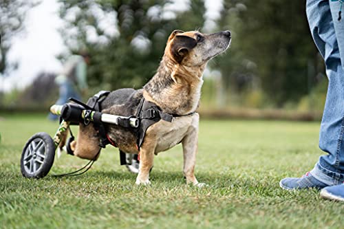 Walkin’ Wheels Custom Dog Wheelchair for Medium Dogs | Veterinarian Approved | Dog Wheelchair for Back Legs | Choose from 3 Custom Colors: Blue, Pink, and Camo