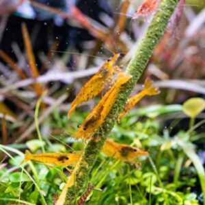 Shrimptastic Aquatics Shrimp Lolly Combo Pack