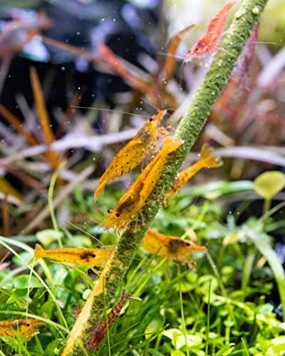 Shrimptastic Aquatics Shrimp Lolly Combo Pack