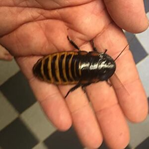 Honeybees100 Tiger Hissing Cockroach Adult Breeding Pair of (Gropmphadorhina grandidieri)