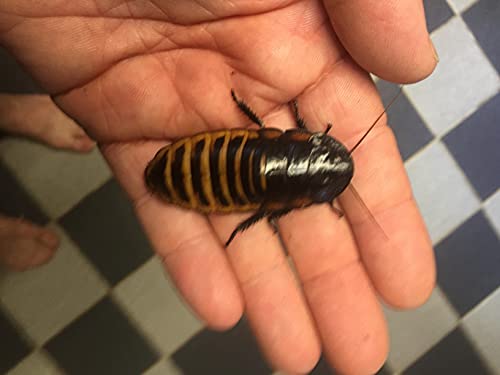 Honeybees100 Tiger Hissing Cockroach Adult Breeding Pair of (Gropmphadorhina grandidieri)