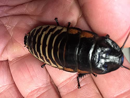 Honeybees100 Tiger Hissing Cockroach Adult Breeding Pair of (Gropmphadorhina grandidieri)