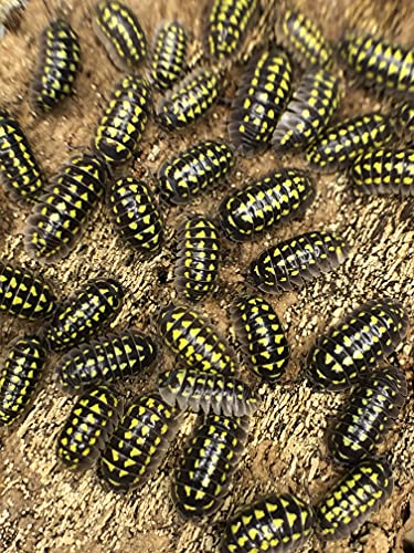 Armadillidium Gestroi Isopods 12 Count Roly Poly Insects Cleanup Feeder Crew for Terrarium Reptile Pet Food