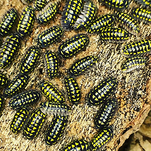 Armadillidium Gestroi Isopods 12 Count Roly Poly Insects Cleanup Feeder Crew for Terrarium Reptile Pet Food