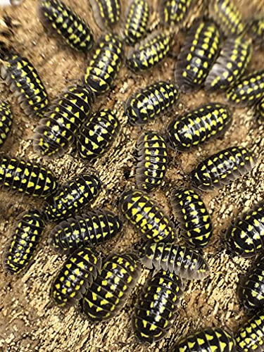 Armadillidium Gestroi Isopods 12 Count Roly Poly Insects Cleanup Feeder Crew for Terrarium Reptile Pet Food