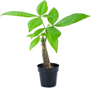 live money tree plant, pachira aquatica money tree, feng shui money tree pachira aquatica plant, pachira plant bonsai tree in planter pot with soil, money tree plant indoor plants by plants for pets