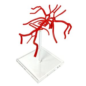 evotech brain artery model, life size intracranial artery model, shows internal carotid artery, willis circle and basillary artery & their branches. on a plexiglass base