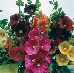 hollyhock, pink, red & yellow 25 seeds heirloom,beautiful