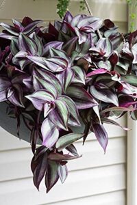 paperhome wandering jew - tradescantia zebrina - inch p.lant 9 pcs c.uttings silver purple burgundy