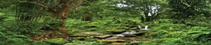 reptile habitat background; rain forest with stream, for zoo med 40 gal. 36lx18wx18h terrarium, 3-sided wraparound