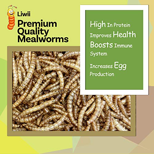 LIWII Dried Mealworms 2 LBS-100% Natural Non GMO High Protein Mealworms for Chicken-Bulk Mealworms for Wild Birds, Chicken Treats, Hamster Food, Gecko Food, Turtle Food, Lizard Food