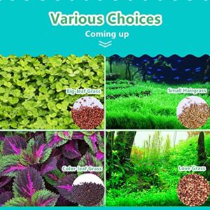 Live Aquarium Plant Seeds Combo,Fresh Water Grass Plants Mini Leaf & Longhair Grass Small Pearl for Fish Tank Terrarium Aquatic Dwarf Carpet Decor Decoration 6 aab (1M1L)