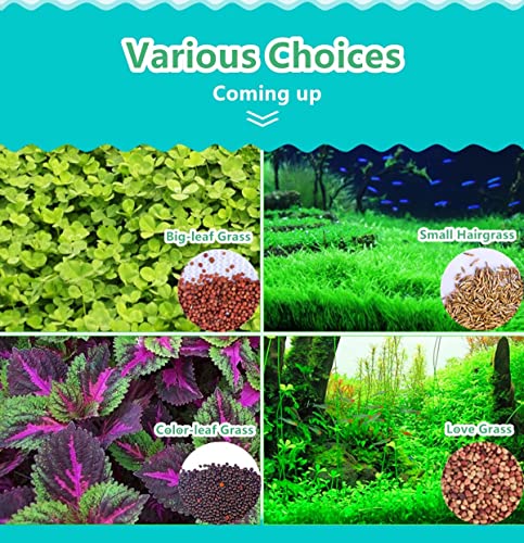 Live Aquarium Plant Seeds Combo,Fresh Water Grass Plants Mini Leaf & Longhair Grass Small Pearl for Fish Tank Terrarium Aquatic Dwarf Carpet Decor Decoration 6 aab (1M1L)