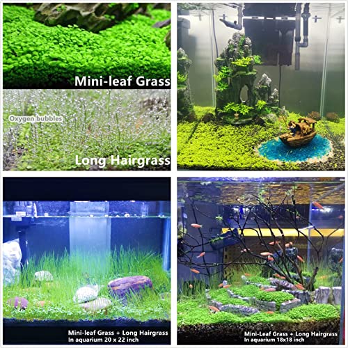 Live Aquarium Plant Seeds Combo,Fresh Water Grass Plants Mini Leaf & Longhair Grass Small Pearl for Fish Tank Terrarium Aquatic Dwarf Carpet Decor Decoration 6 aab (1M1L)