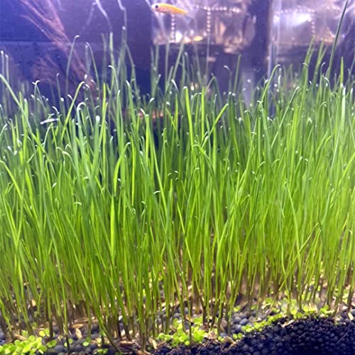 Live Aquarium Plant Seeds Combo,Fresh Water Grass Plants Mini Leaf & Longhair Grass Small Pearl for Fish Tank Terrarium Aquatic Dwarf Carpet Decor Decoration 6 aab (1M1L)