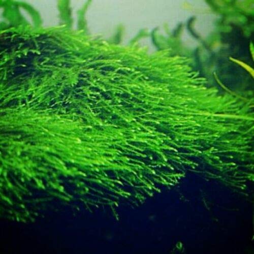 Marcus Fishtanks Java Moss Taxiphyllum Barbieri Easy Live Aquarium Plant - Buy 2 Get 1