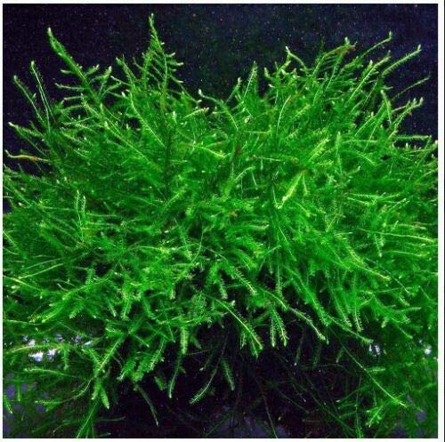 Marcus Fishtanks Java Moss Taxiphyllum Barbieri Easy Live Aquarium Plant - Buy 2 Get 1