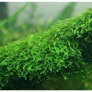 Marcus Fishtanks Java Moss Taxiphyllum Barbieri Easy Live Aquarium Plant - Buy 2 Get 1