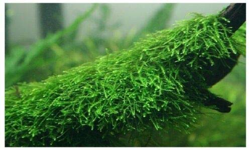 Marcus Fishtanks Java Moss Taxiphyllum Barbieri Easy Live Aquarium Plant - Buy 2 Get 1