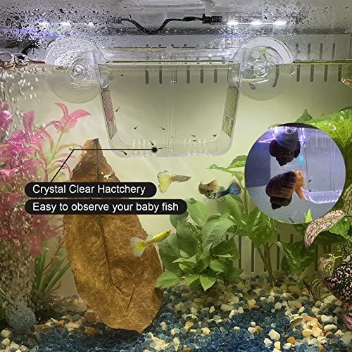 FVIEXE 4PCS Fish Breeder Box for Fish Tank, Acrylic Aquarium Fish Isolation Breeding Box with Suction Cups Acclimation Hatchery Incubator for Baby Fishes Guppy Shrimp Clownfish Betta, Medium Size