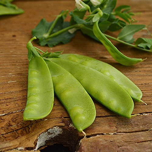 Gaea's Blessing Seeds - Snow Pea Seeds - Dwarf Sugar Grey - Non-GMO Seeds for Planting with Easy to Follow Instructions 94% Germination Rate (Pack of 1)