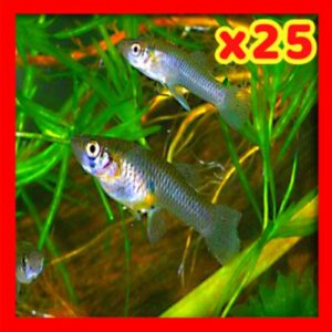 natures joy fish farm x25 live gambusia mosquito aquarium pond feeder fish food guppy pets,gray,1-1.5 inches