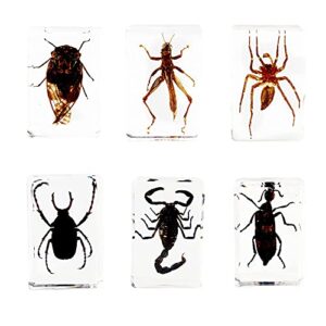 Bbiamsleep 6 Pcs Real Bugs Insect Specimen Set, Insect Resin Specimen Animal Resin Set, Constructive Educational Collection Science Tools