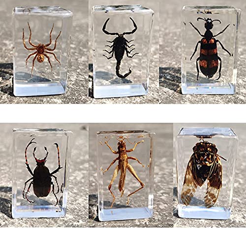 Bbiamsleep 6 Pcs Real Bugs Insect Specimen Set, Insect Resin Specimen Animal Resin Set, Constructive Educational Collection Science Tools