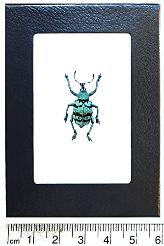 BicBugs Eupholus chevrolati Weevil Blue Green Beetle Indonesia Framed