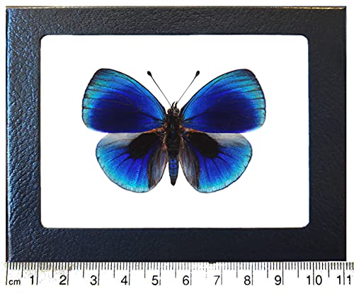 BicBugs Asterope leprieuri Blue Black Butterfly Peru Framed